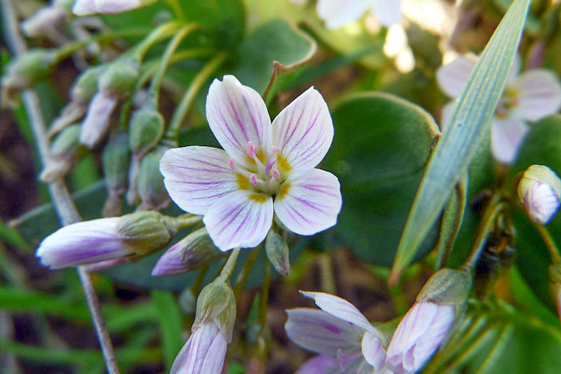 Claytonia lanceolata (Western Spring Beauty)