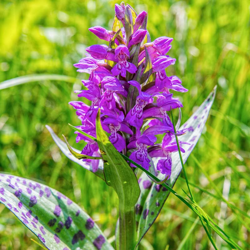 Dactylorhiza majalis (Western Marsh Orchid)