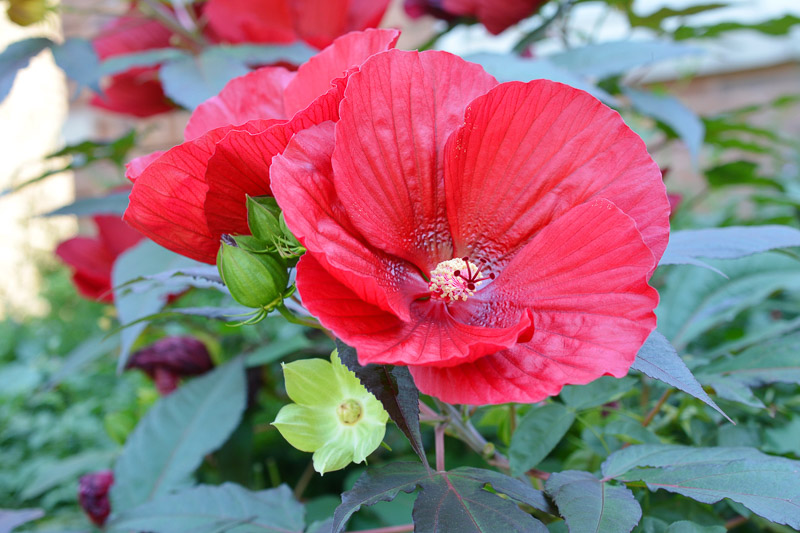 Hibiscus moscheutos 'Luna Red' (Hardy Hibiscus)