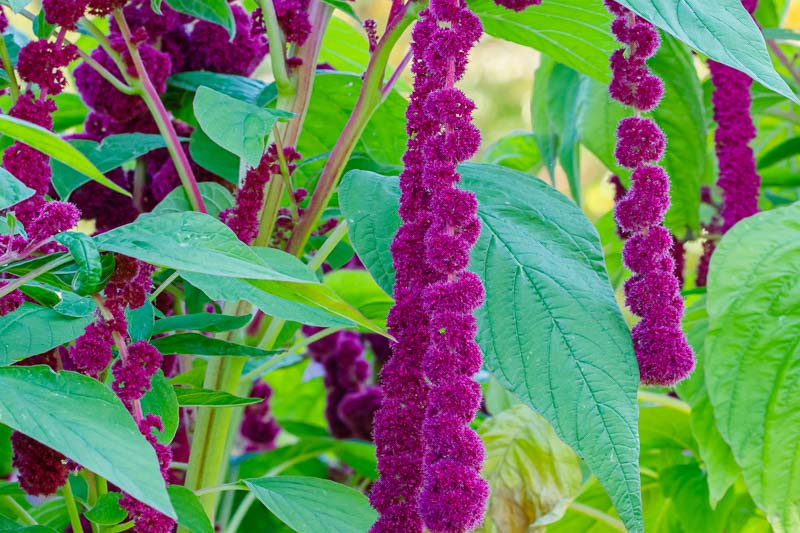 Amaranthus caudatus 'Dreadlocks' (Love-Lies-Bleeding)