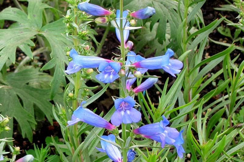 Penstemon heterophyllus 'Blue Spring' (Foothill Beardtongue)