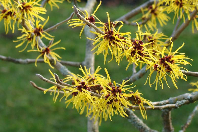 Hamamelis mollis (Chinese Witch Hazel)