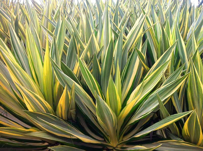 Yucca filamentosa 'Color Guard' (Adam's Needle)