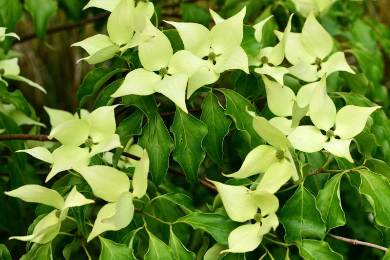 Cornus kousa 'Greensleeves' (Kousa Dogwood)