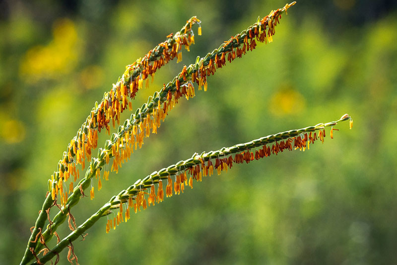 Tripsacum dactyloides (Eastern Gamma Grass)