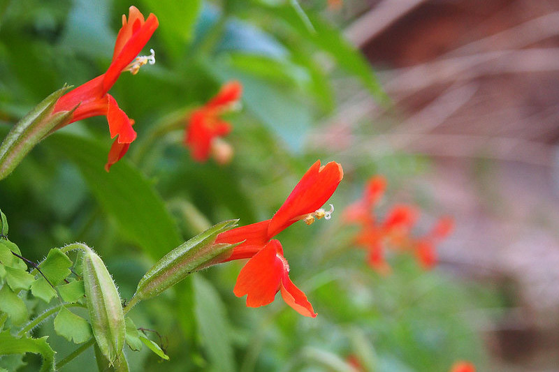Mimulus cardinalis (Scarlet Monkey Flower)