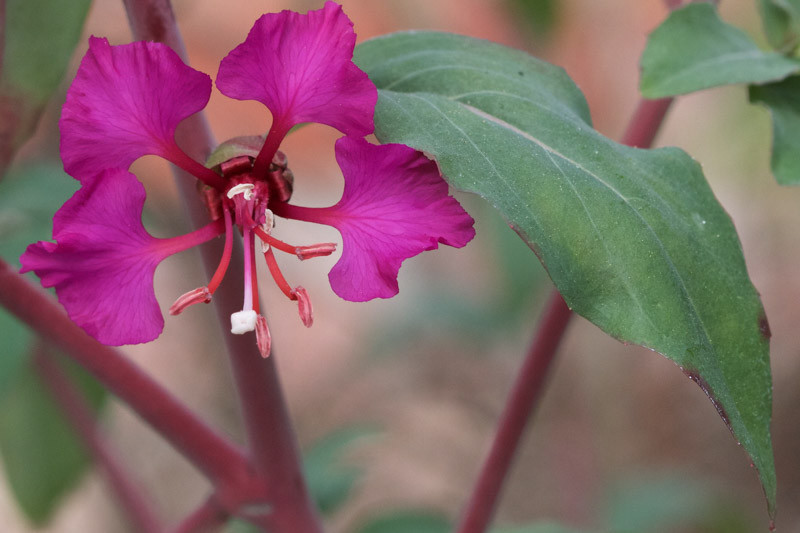 Clarkia unguiculata (Elegant Clarkia)