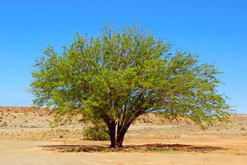 Prosopis pubescens (Screwbean Mesquite)