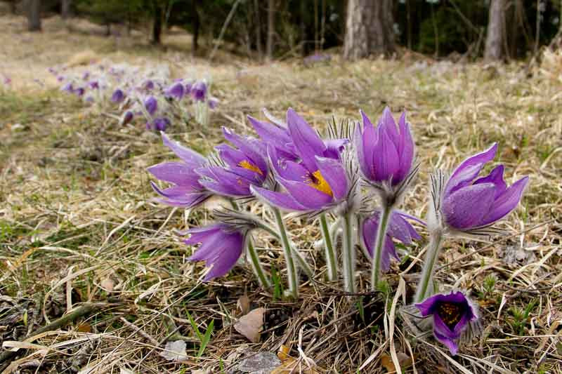 Pulsatilla halleri subsp. slavica (Slovak Pasque Flower)