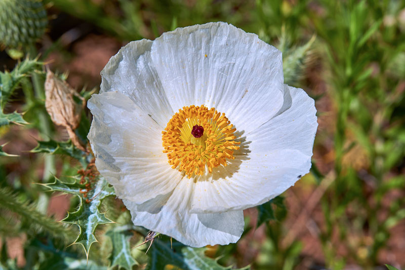 Argemone albiflora (Prickly Poppy)
