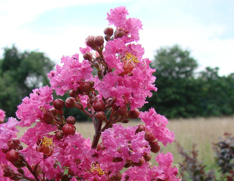 Lagerstroemia 'Plum Magic' (Crape Myrtle)