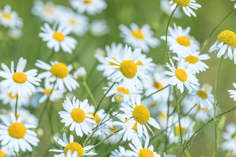 Matricaria recutita (German Chamomile)