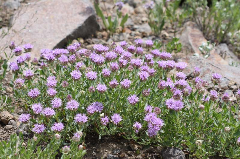 Monardella odoratissima (Mountain Monardella)