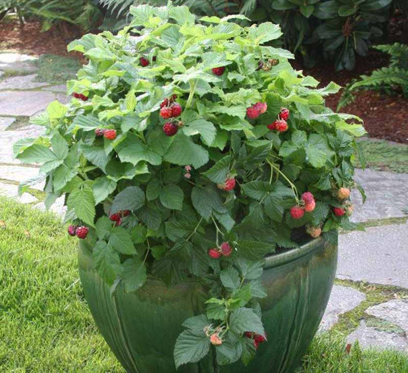 Rubus idaeus Bushel and Berry® Raspberry Shortcake® (Summer Bearing ...