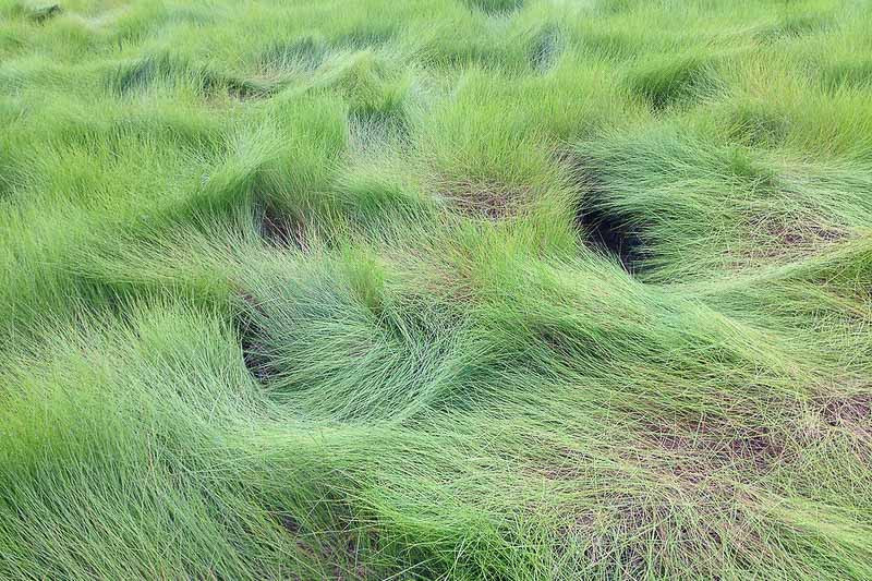 Spartina patens (Saltmeadow Cordgrass)