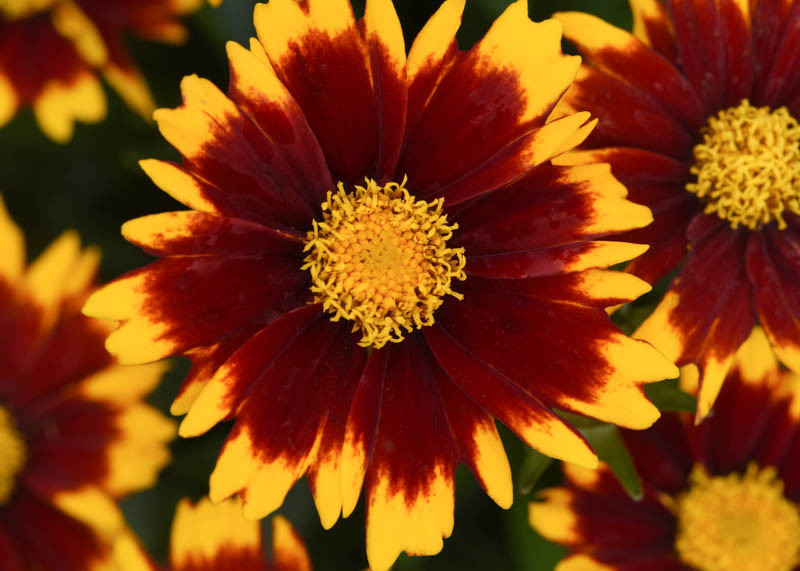 Coreopsis UPTICK™ Red (Tickseed)