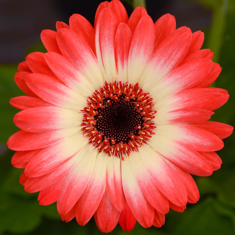 Gerbera jamesonii Revolution™ Bicolor Red Lemon (Gerbera Daisy)