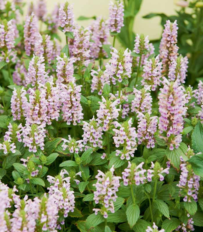 Nepeta nervosa 'Pink Cat' (Catmint)