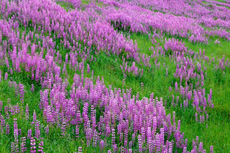Lupinus rivularis (Riverbank Lupine)