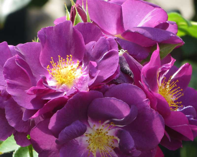 Rosa Rhapsody in Blue (Shrub Rose)
