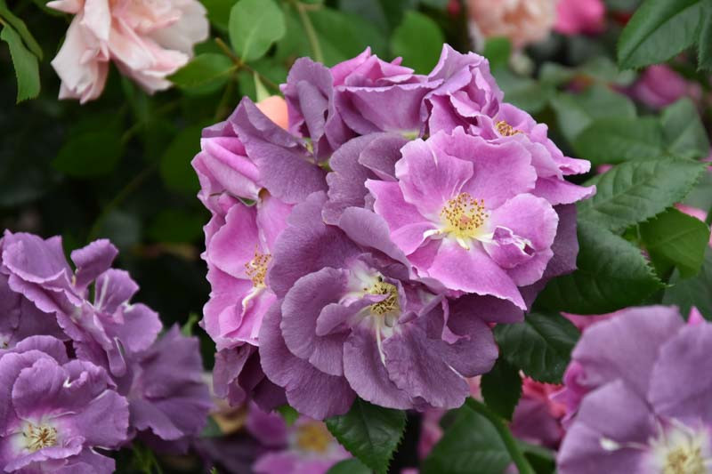 Rosa 'Veilchenblau' (Rambling Rose)