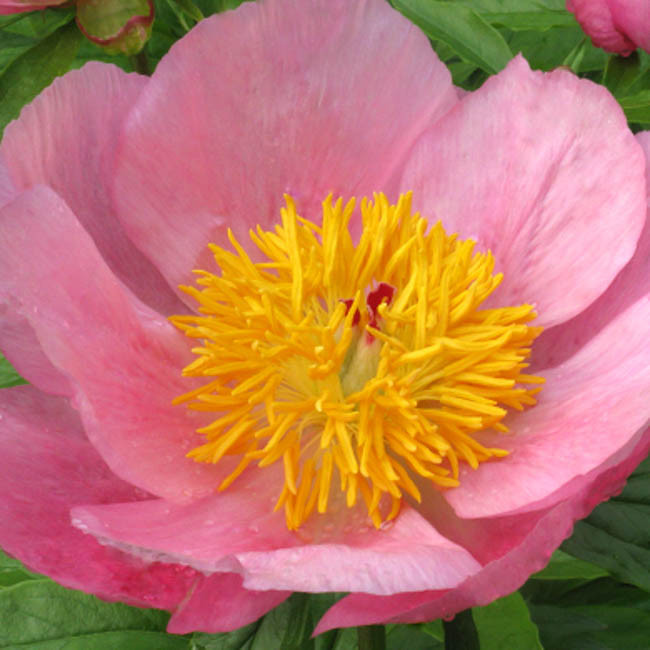Paeonia 'Roselette' (Peony)