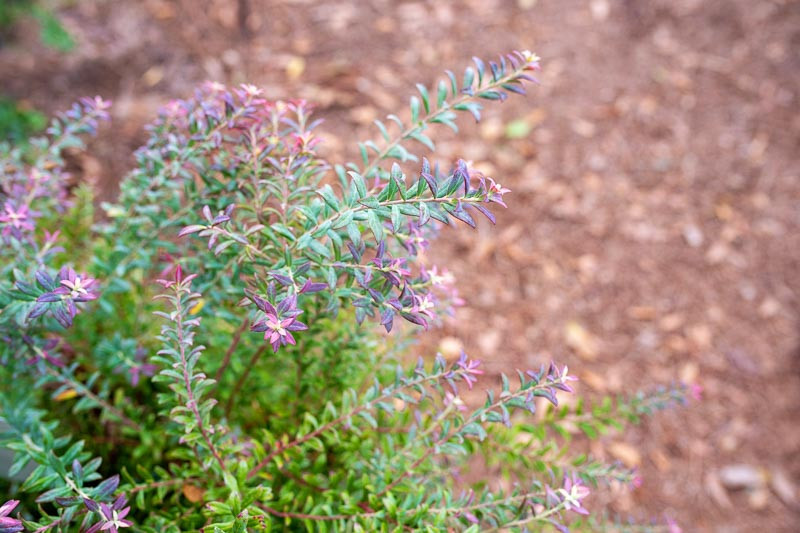 Vaccinium darrowii (Darrow's Blueberry)