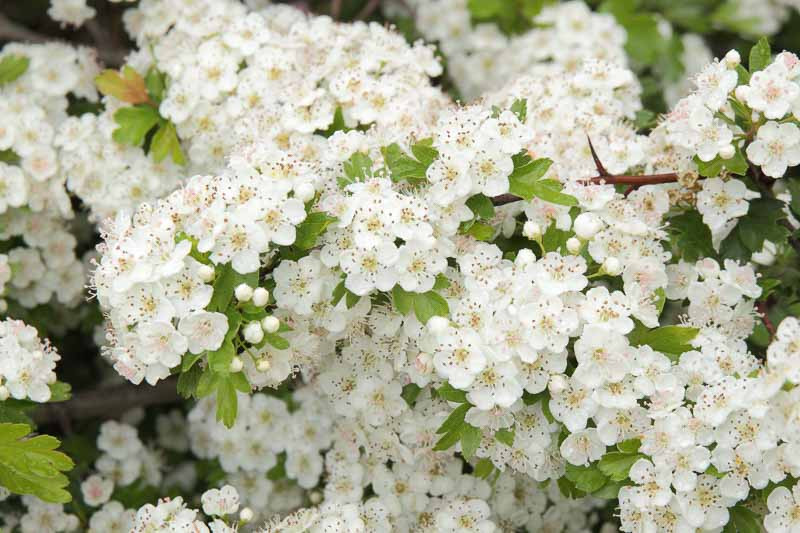 Crataegus monogyna (Single-Seed Hawthorn)