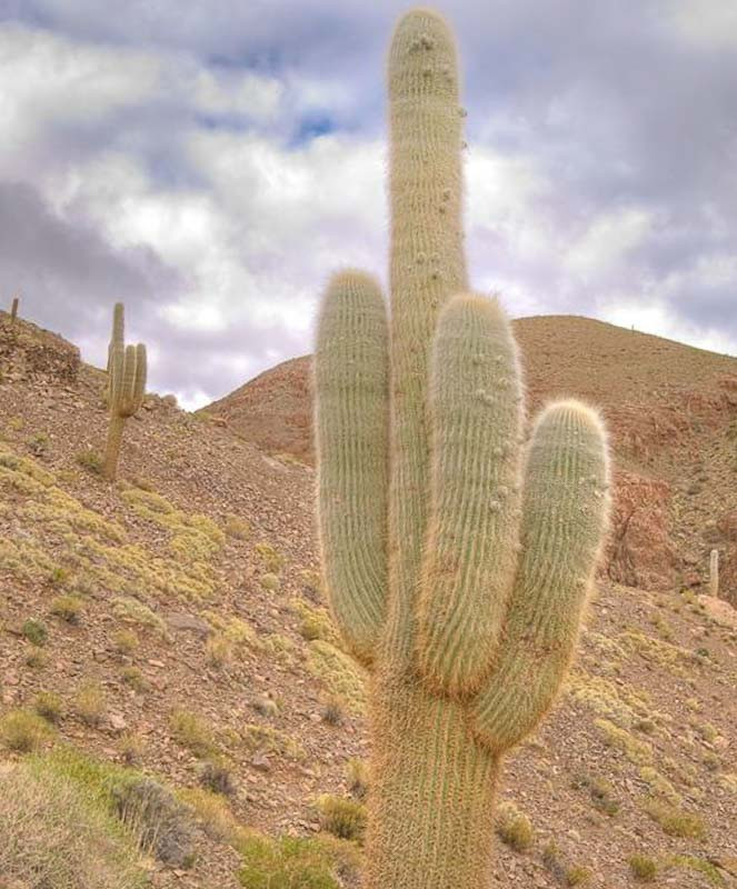 Trichocereus pasacana (Pasacana Tree Cactus)