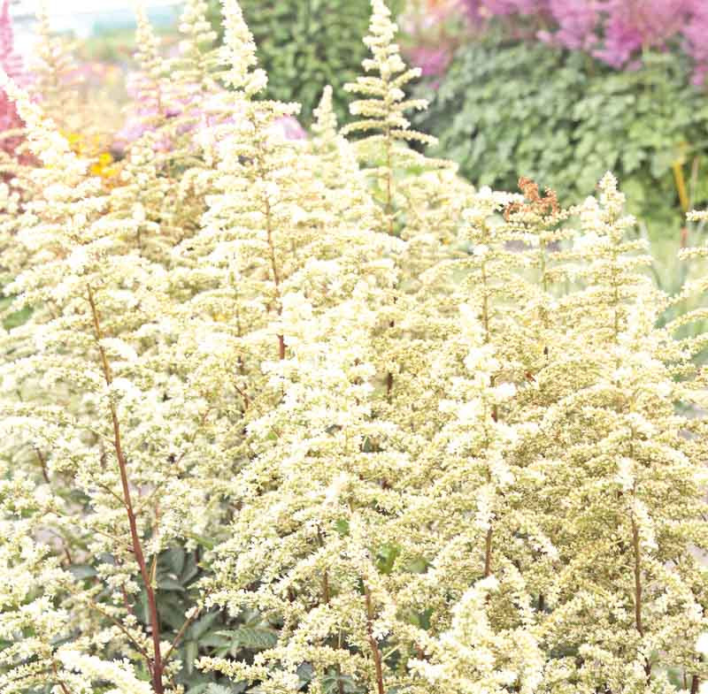Astilbe 'Cappuccino' (Arendsii Hybrid)