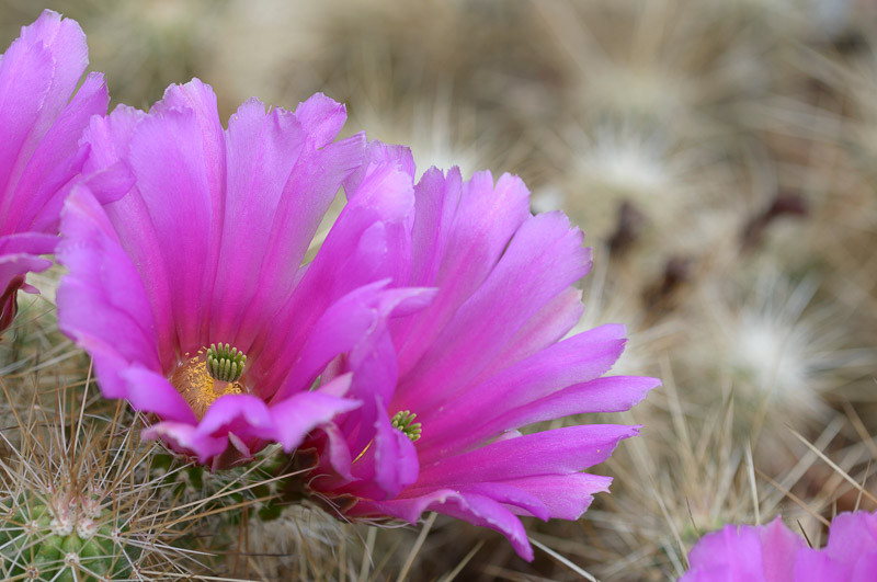 Echinocereus stramineus (Strawberry Hedgehog Cactus)
