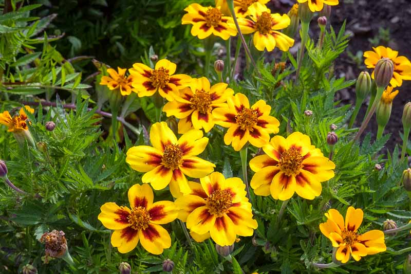 Tagetes patula 'Legion of Honor' (French Marigold)