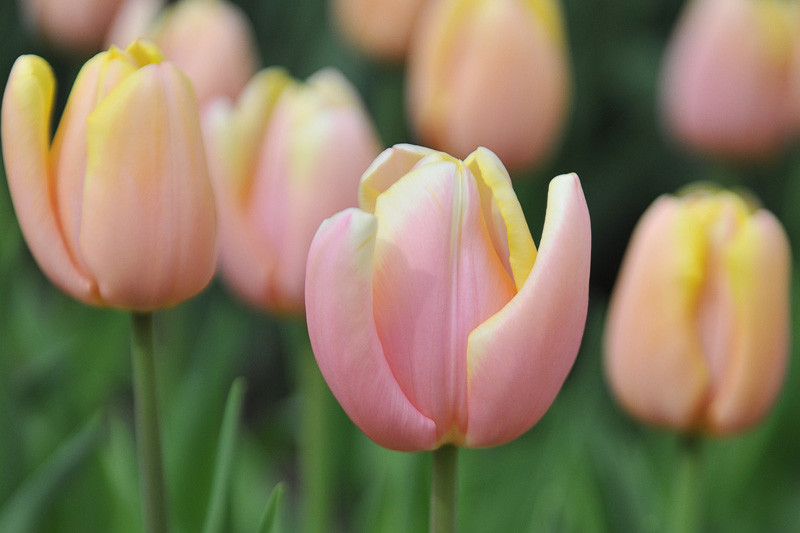 Tulipa 'Mango Charm' (Triumph Tulip)
