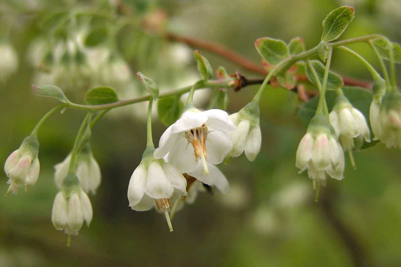 Vaccinium stamineum (Deerberry)