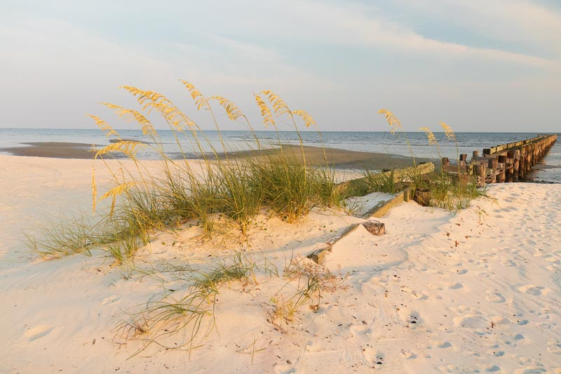 Uniola paniculata (Sea Oats)