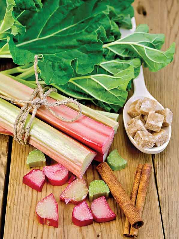 Rheum x hybridum 'Victoria' (Rhubarb)