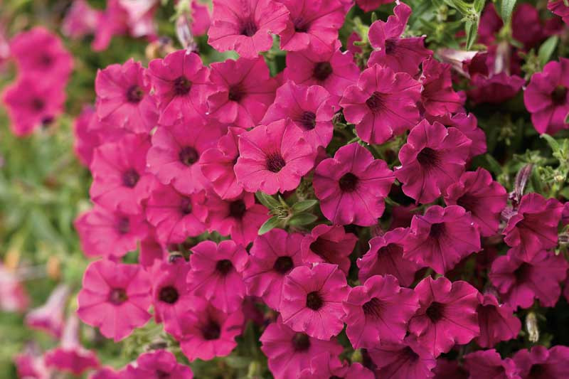 Petunia 'Supertunia Sangria Charm'
