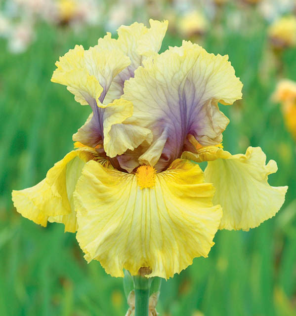Iris 'Secret Rites' (Bearded Iris)