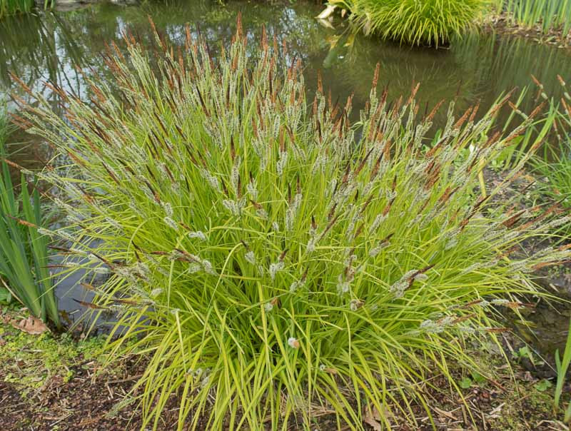 Carex elata 'Aurea' (Bowles' Golden Sedge)