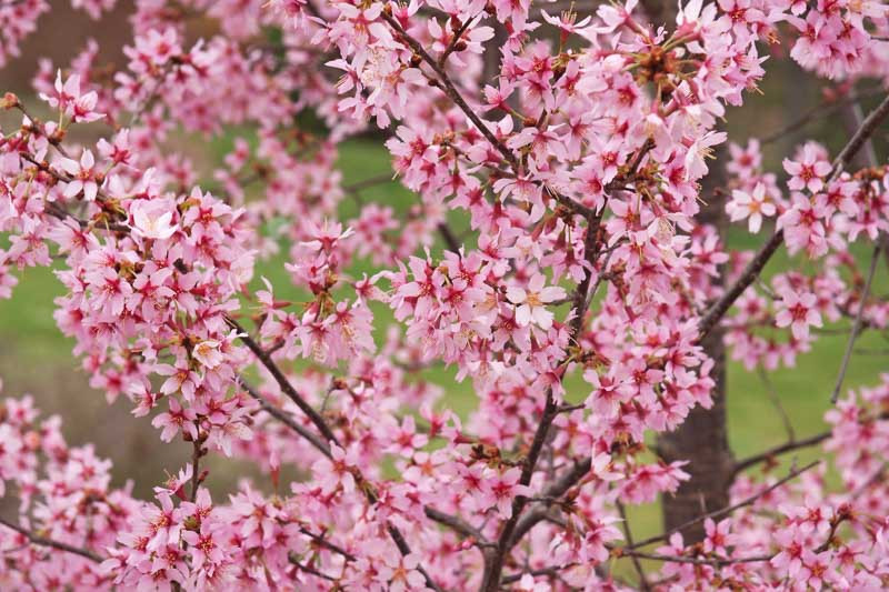 Prunus x incam 'Okame' (Taiwan Cherry)