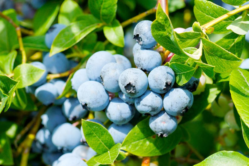 Vaccinium corymbosum 'Sweetheart' (Highbush Blueberry)