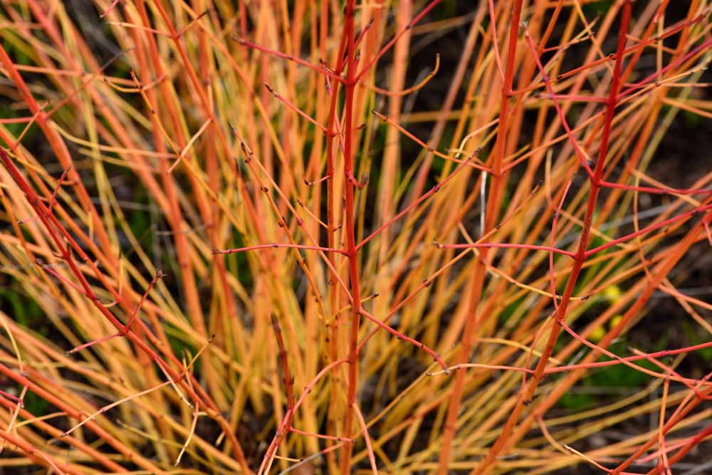 Cornus sanguinea 'Midwinter Fire' (Bloodtwig Dogwood)