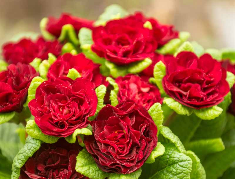 Primula 'Belarina Valentine' (Primrose)