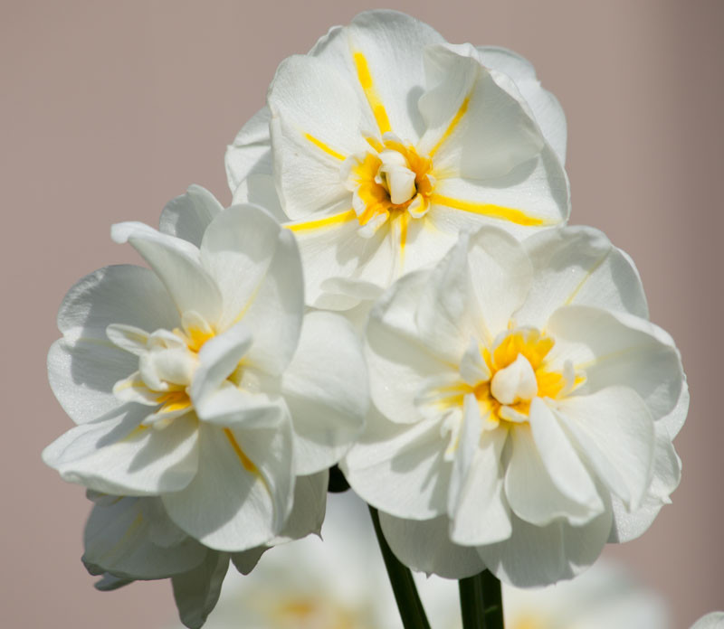 Narcissus 'Cheerfulness' (Double Daffodil)