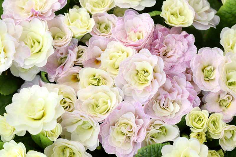 Primula 'Belarina Pink Champagne' (Primrose)