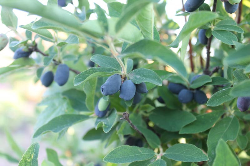Lonicera caerulea 'Blue Velvet' (Honeyberry)
