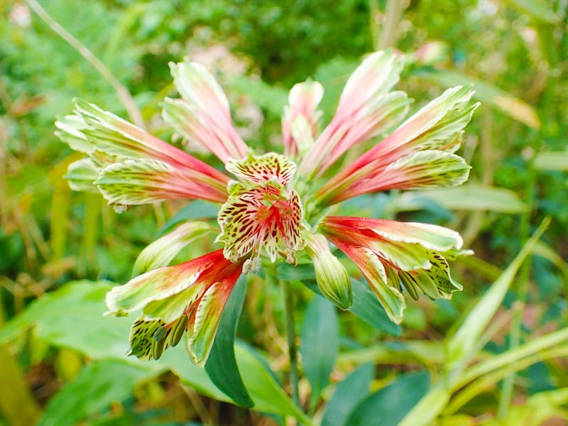 Alstroemeria psittacina (Parrot Lily)