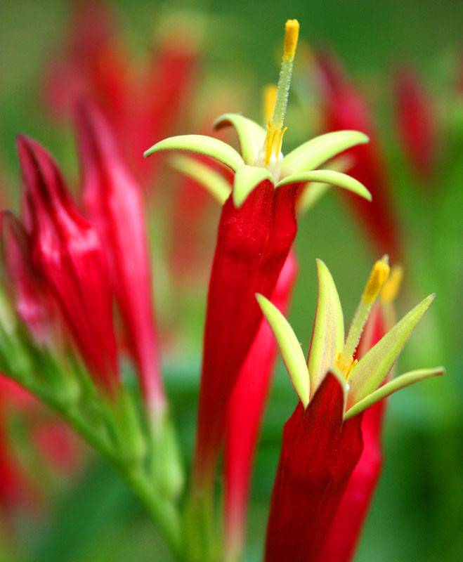 Spigelia marilandica (Indian Pink)
