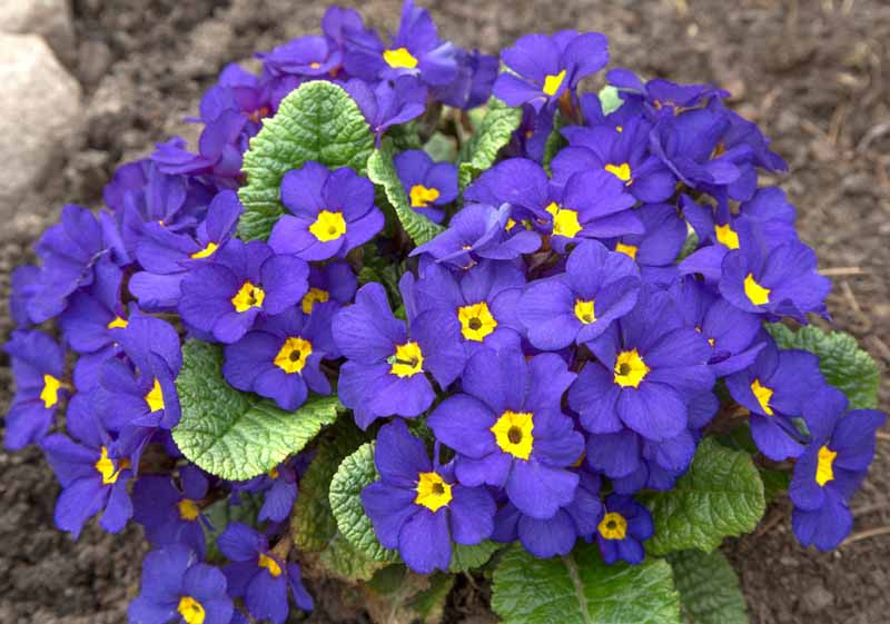 Primula 'Crescendo Blue Shades' (Polyanthus Primrose)