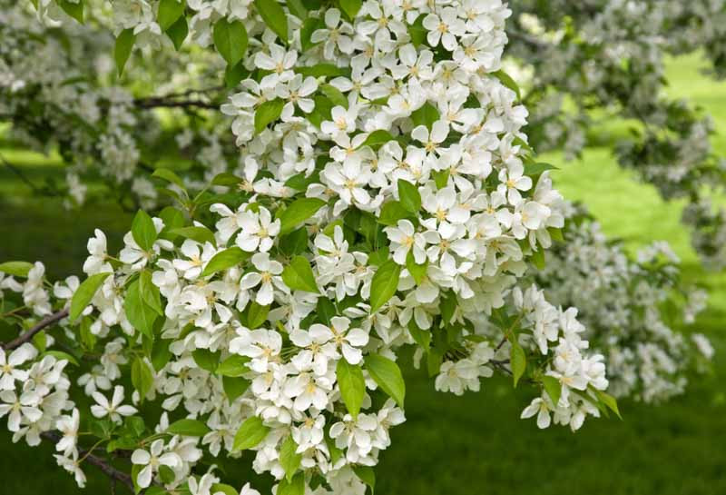 Malus × zumi var. calocarpa (Redbud Crabapple)